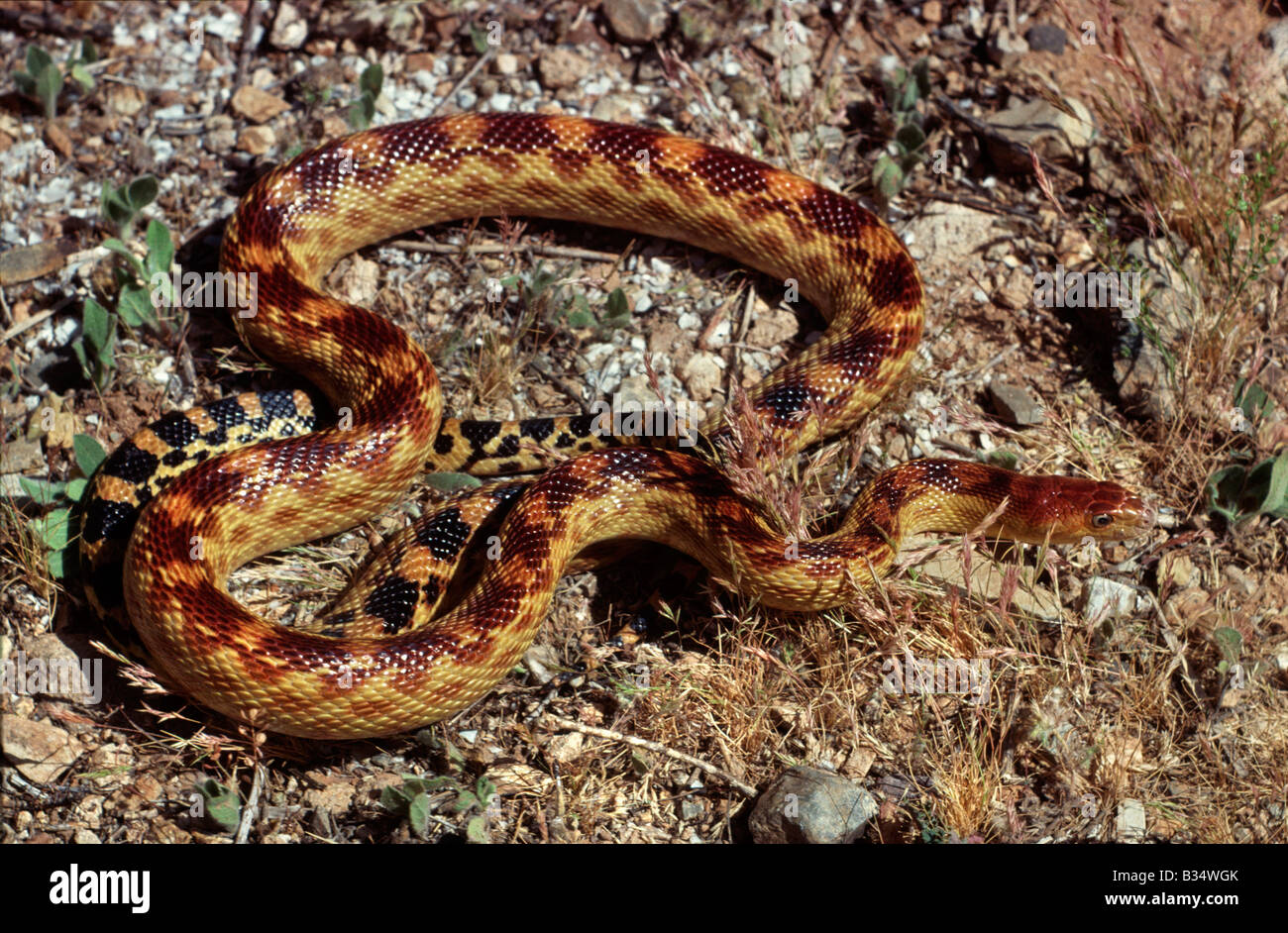 Gopher snake hi-res stock photography and images - Alamy