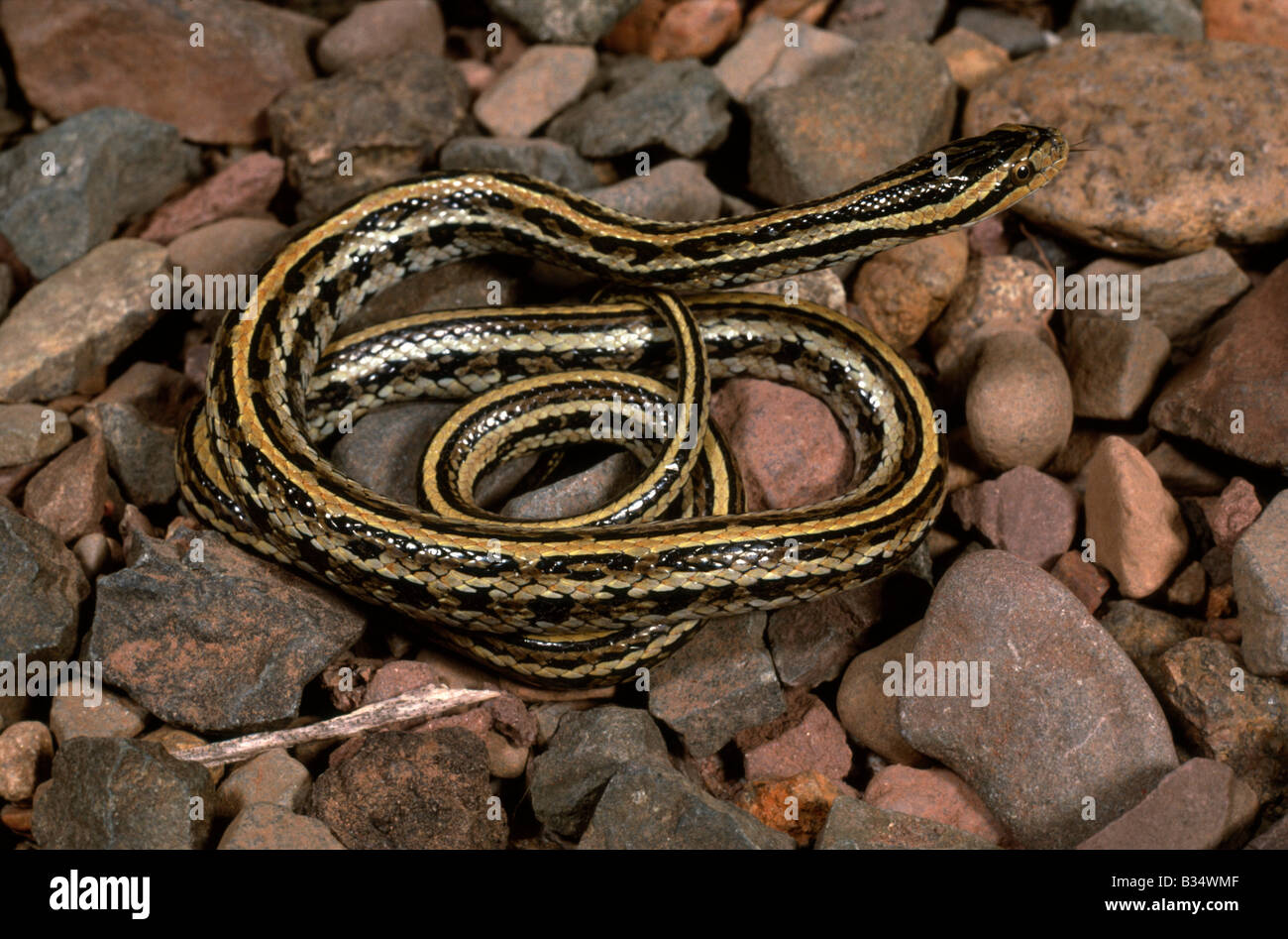 Asian reptiles hi-res stock photography and images - Alamy