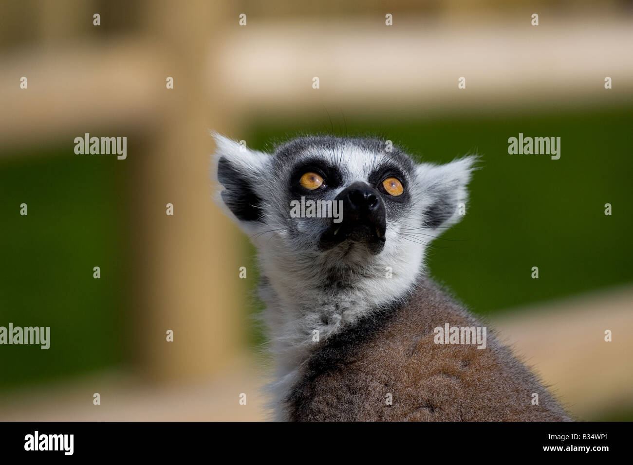 A Lemur looking to the sky. Head and shoulders shot Stock Photo - Alamy