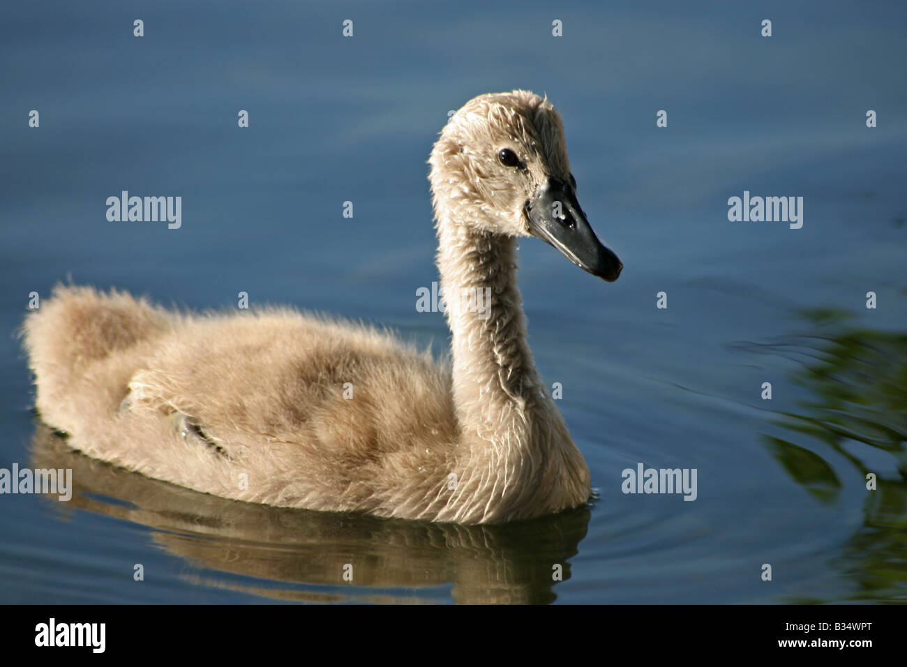 Cygnet on water Stock Photo - Alamy