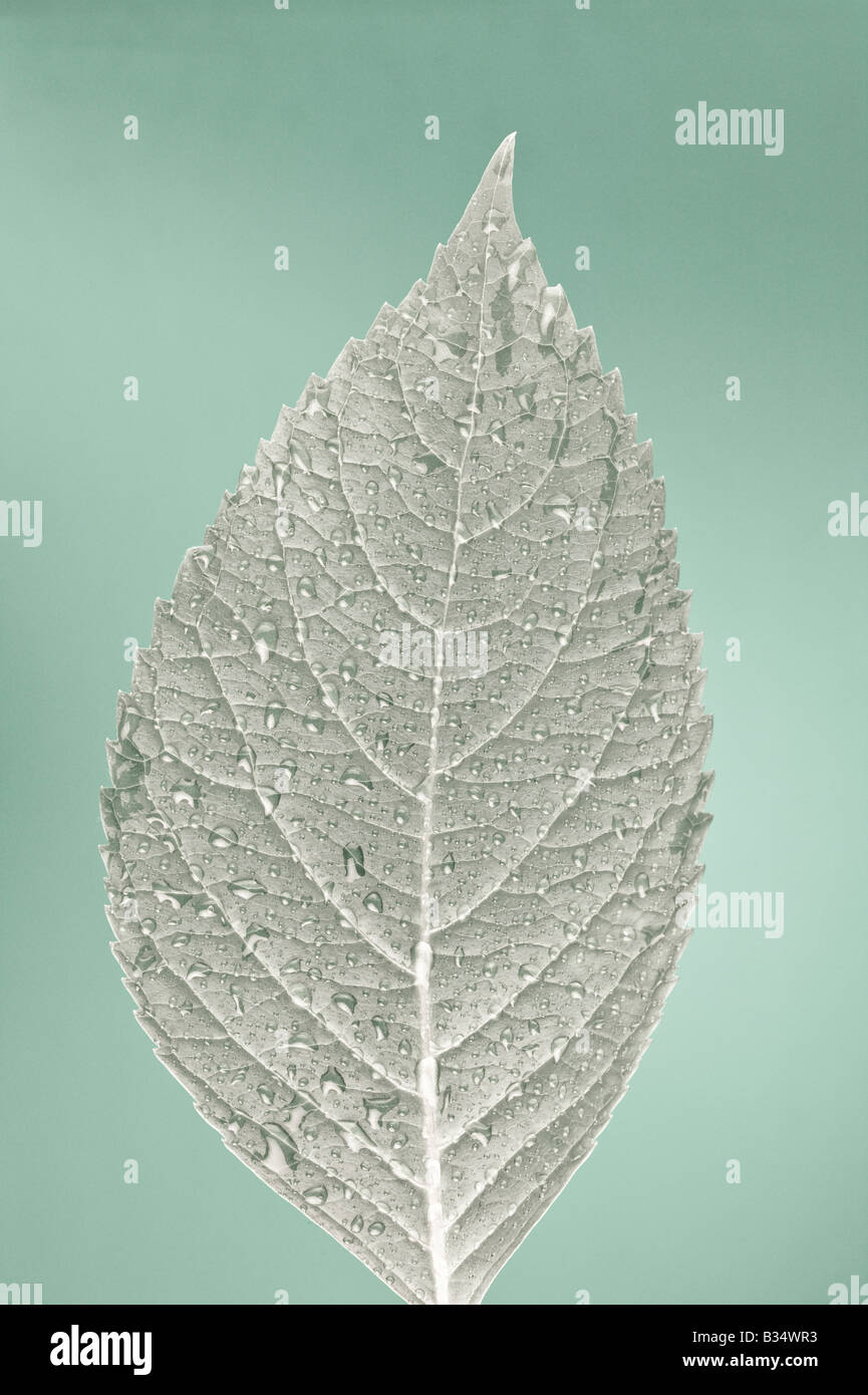 Close up of a leaf showing veins Stock Photo - Alamy