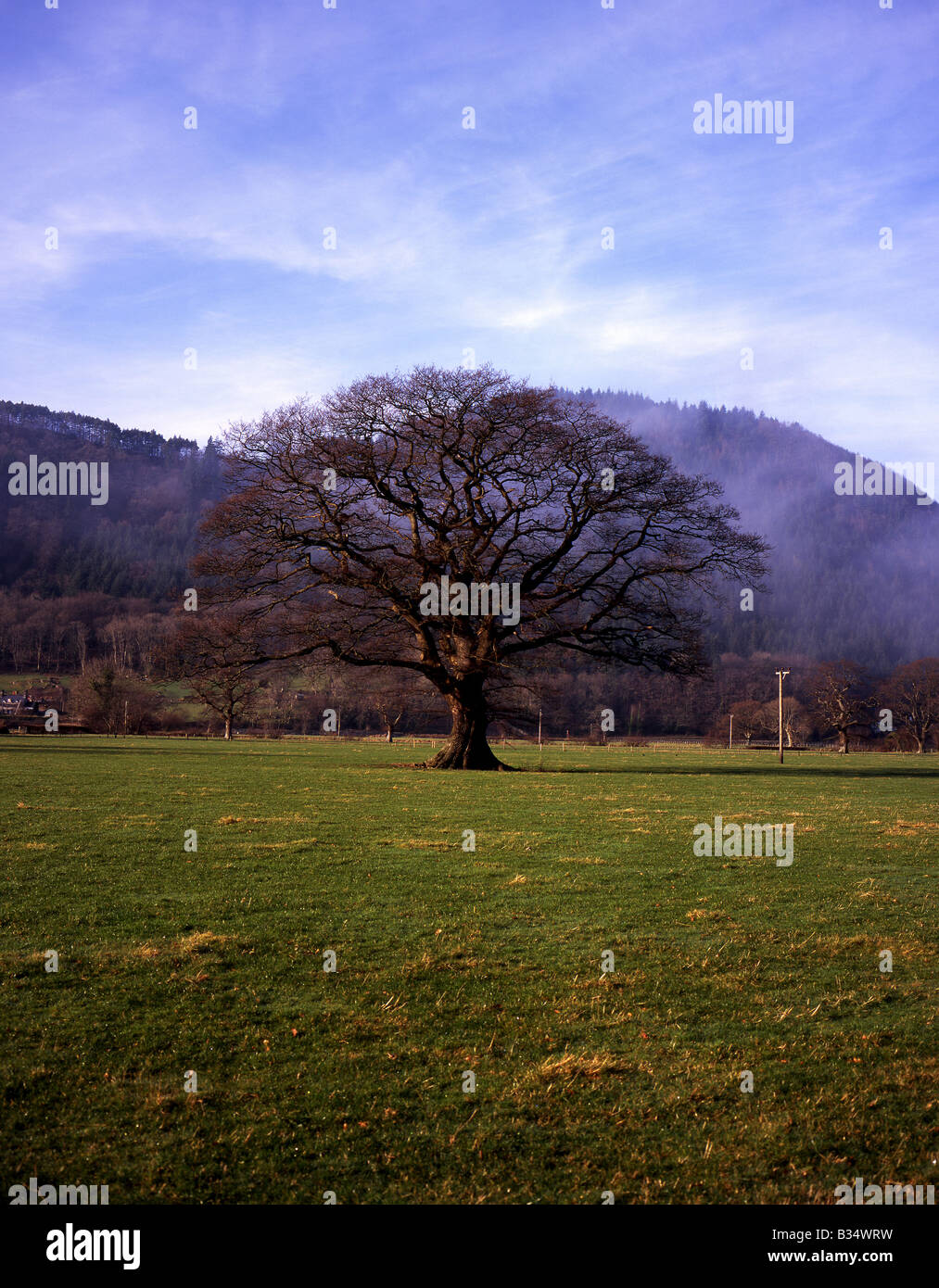 Wales field tree hi-res stock photography and images - Alamy