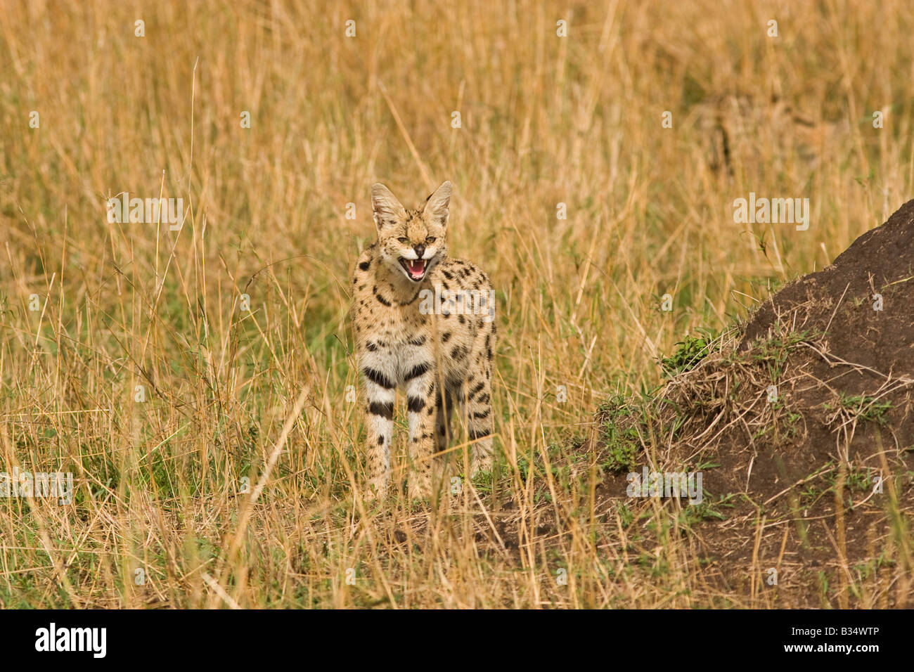 Serval (Felis serval) snarling Stock Photo - Alamy