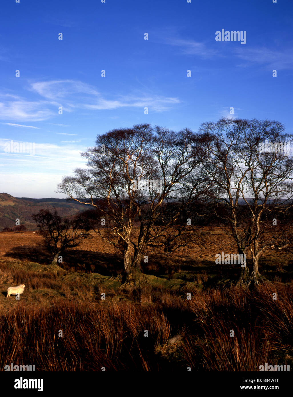 Silver Birch Trees, Betula pendula, by a footpath near the foot of Moel ...