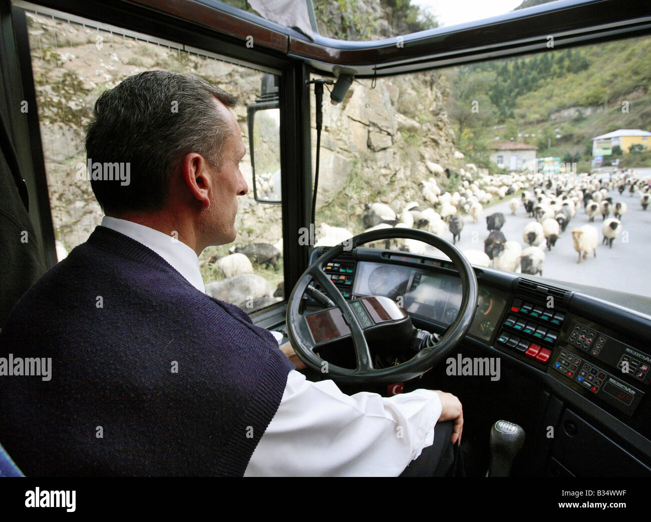 A bus driver surrounded by a flock of sheep, Trabzon, Turkey Stock ...