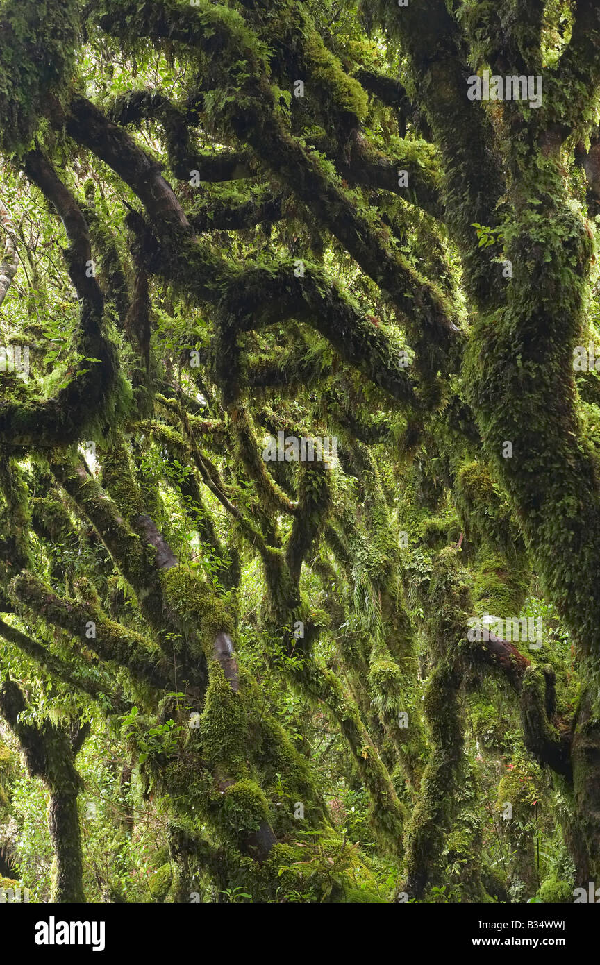 Dawson Falls Mt Taranaki Egmont National Park Taranaki North Island New ...
