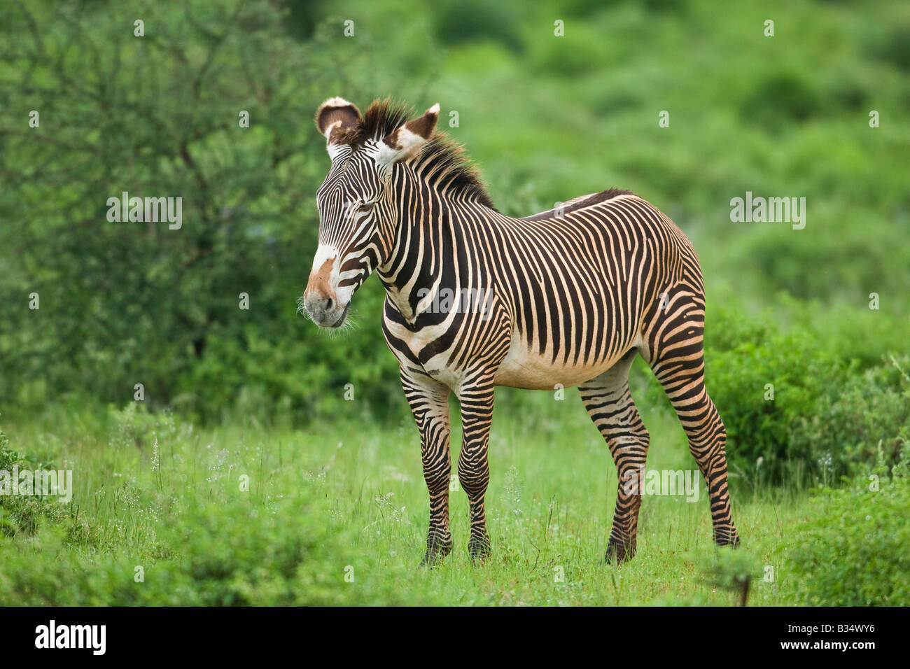 Grevy's Zebra (Equus grevyi Stock Photo - Alamy