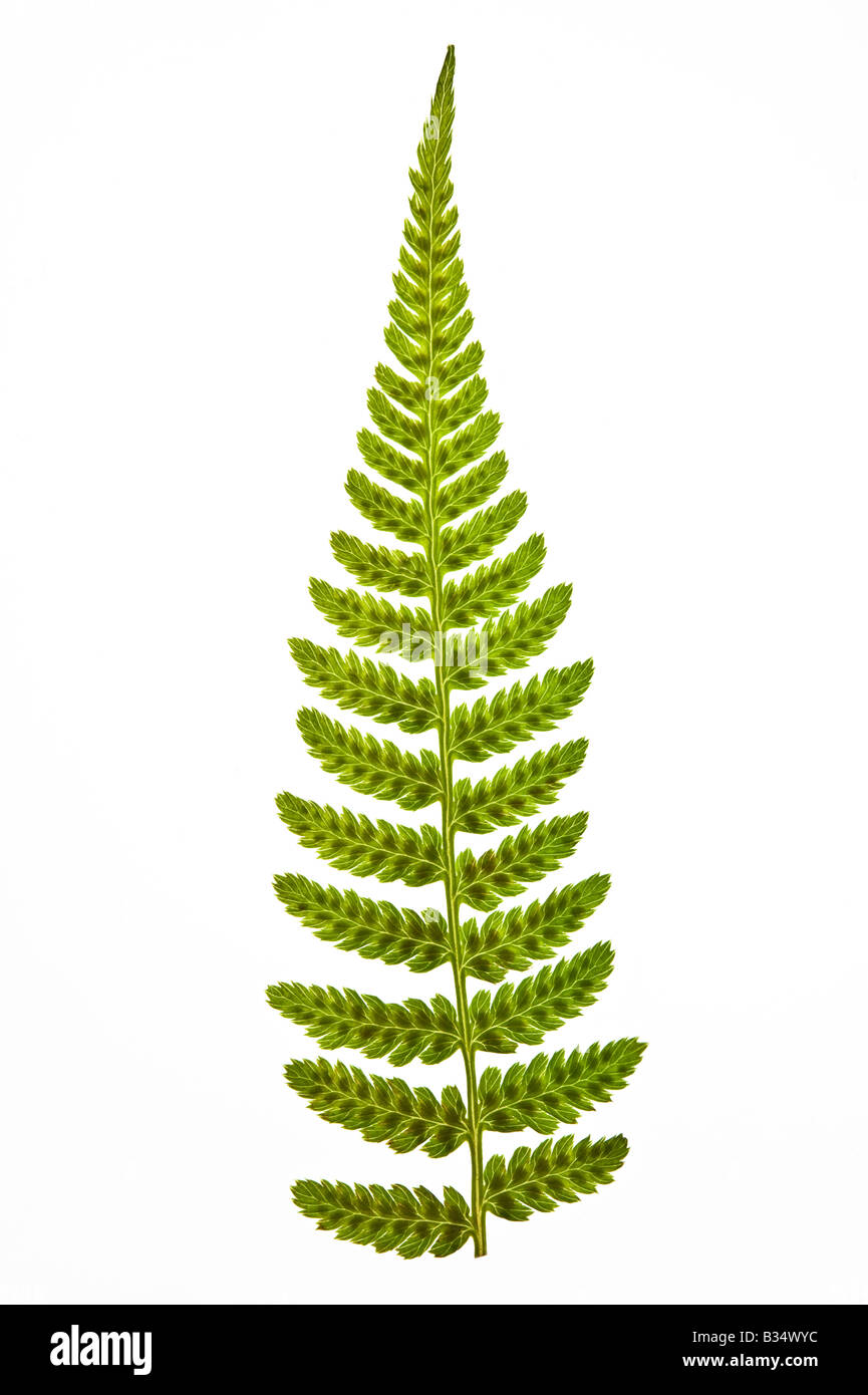 Fern leaf isolated against a white background Stock Photo - Alamy
