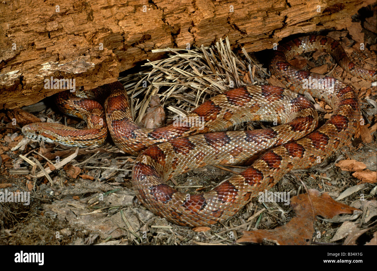 Corn Snake Elaphe guttata guttata Stock Photo - Alamy