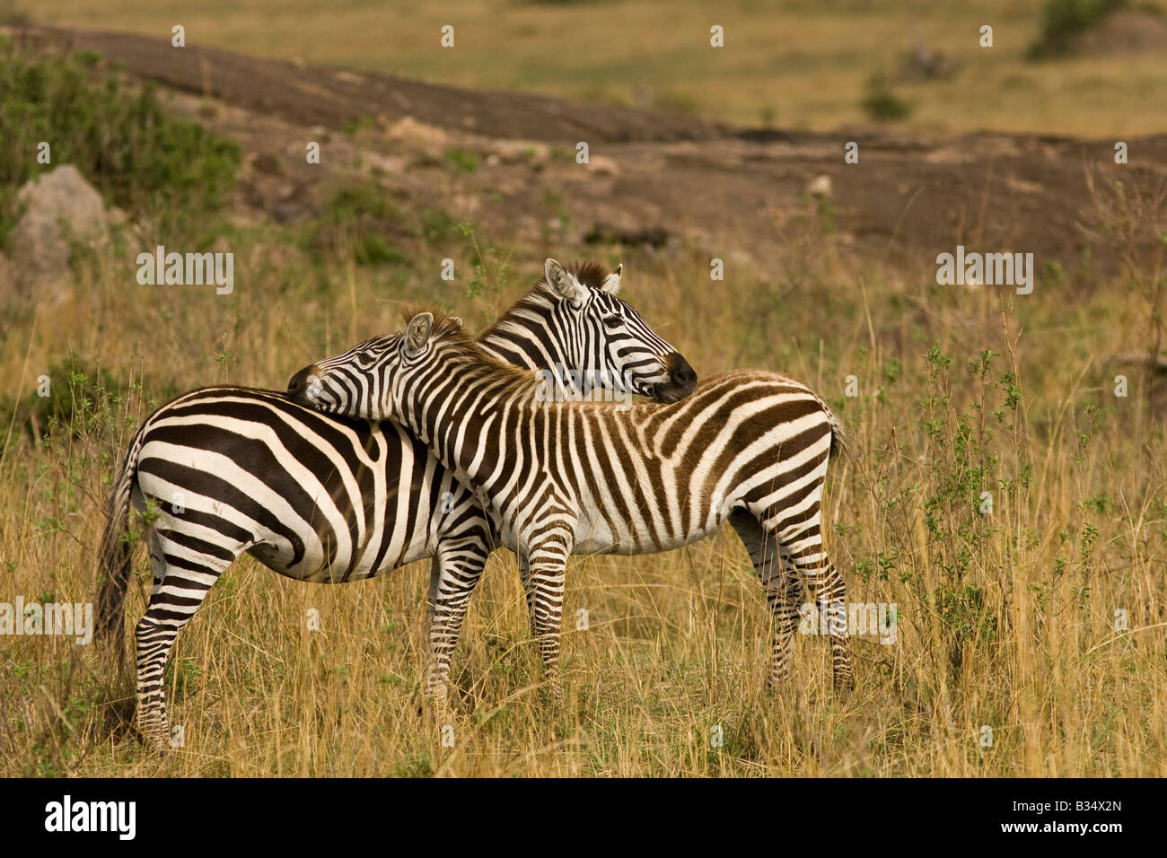 Plains Zebra (Equus quagga boehmi) necks intertwined bonding behavior ...