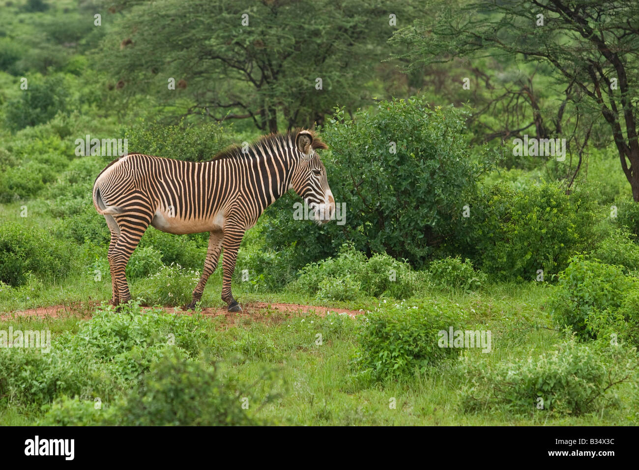 Grevy's Zebra (Equus grevyi Stock Photo - Alamy