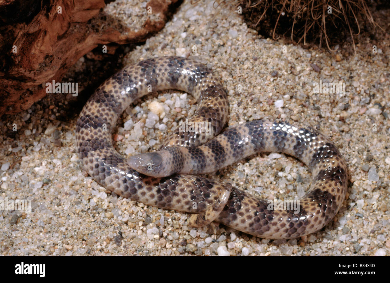 Banged Sand Snake Chilomeniscus cinctus, Baja Mexico Stock Photo - Alamy