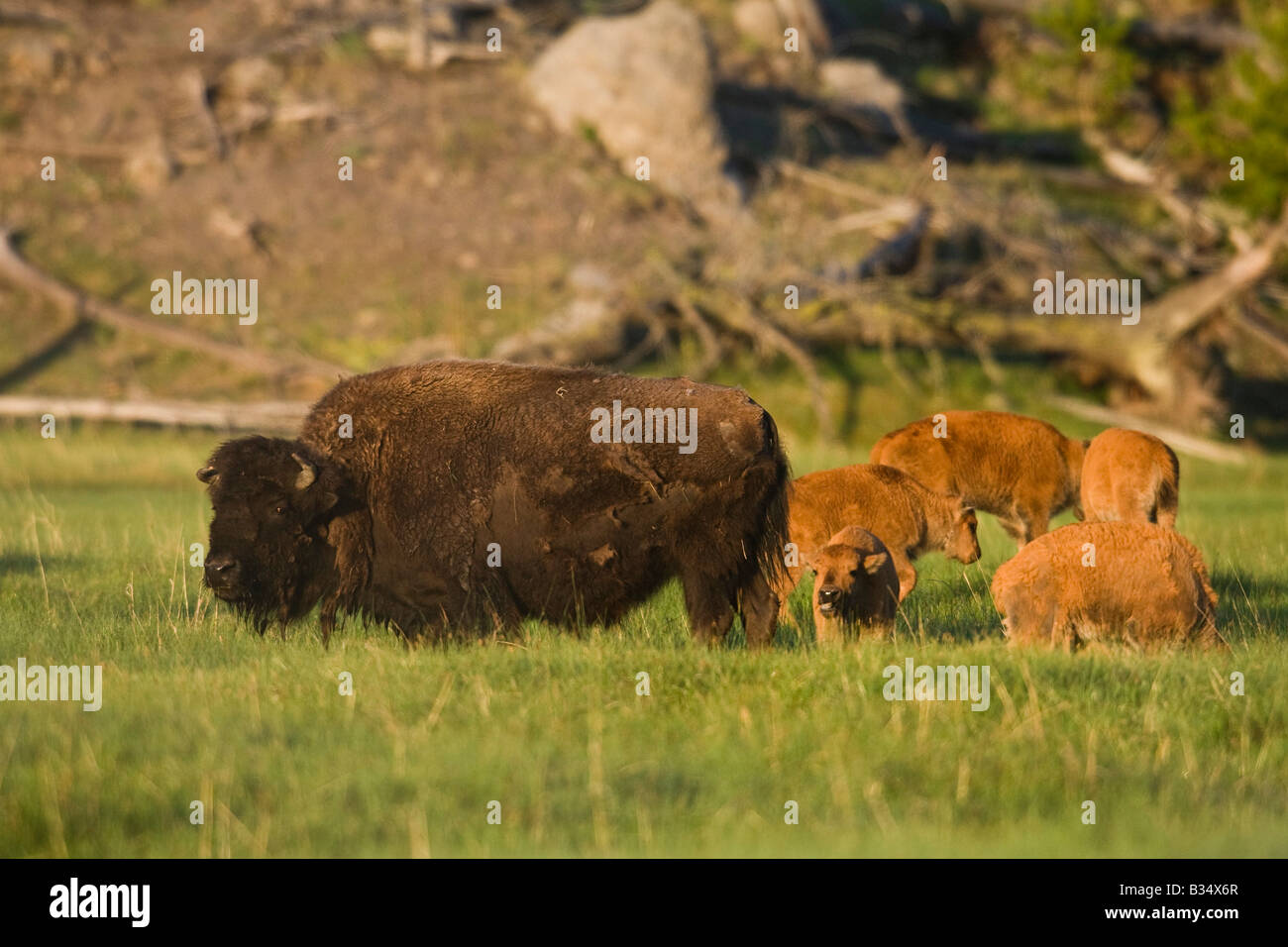Bison (Bison bison Stock Photo - Alamy
