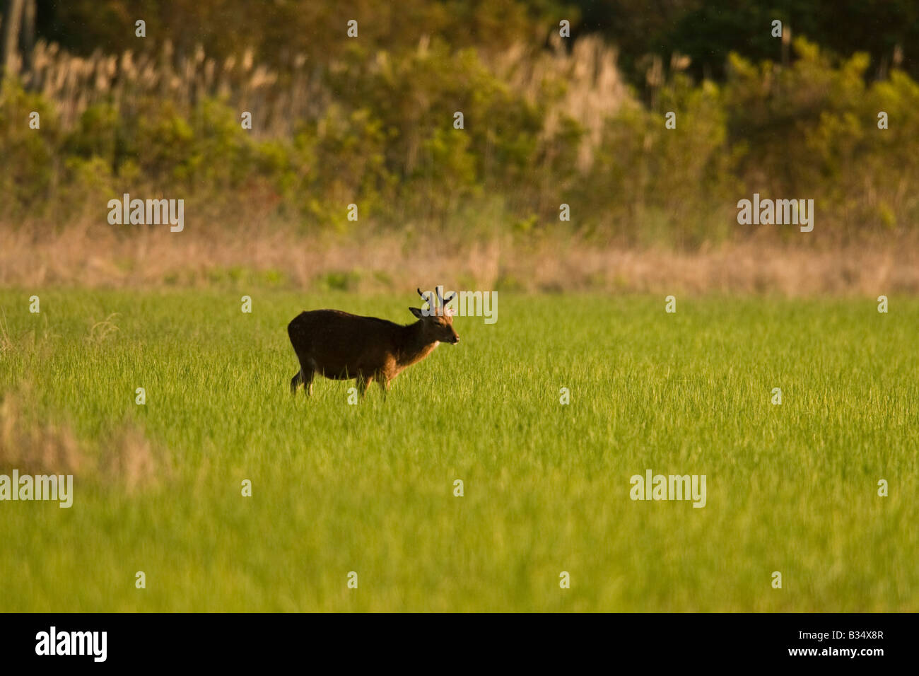 Elk form hi-res stock photography and images - Alamy