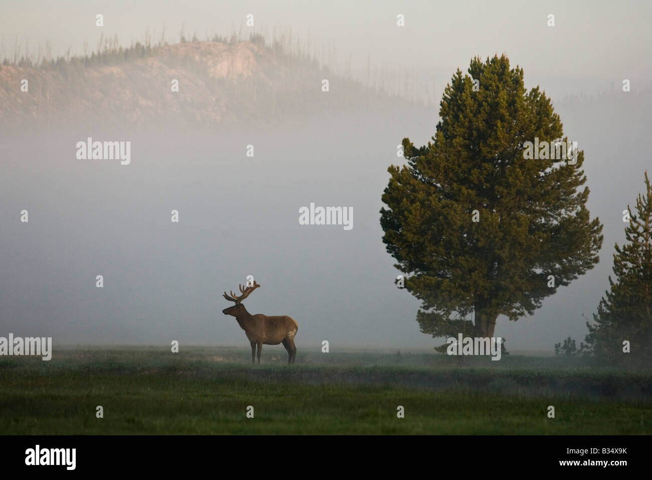 Elk (Cervus canadensis) bull in velvet grazing in the mist Stock Photo ...