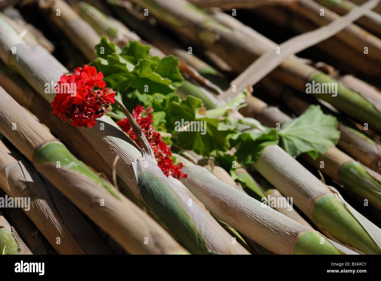 Peru, flower on bamboo in Colca Canyon, Arequipa Stock Photo - Alamy