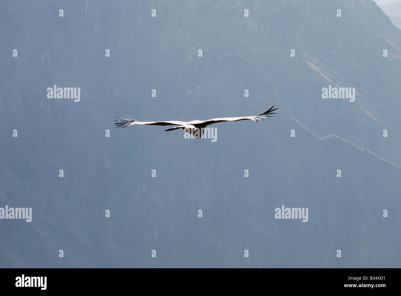 Peru, Condor flying in Colca canyon, Arequipa Stock Photo - Alamy
