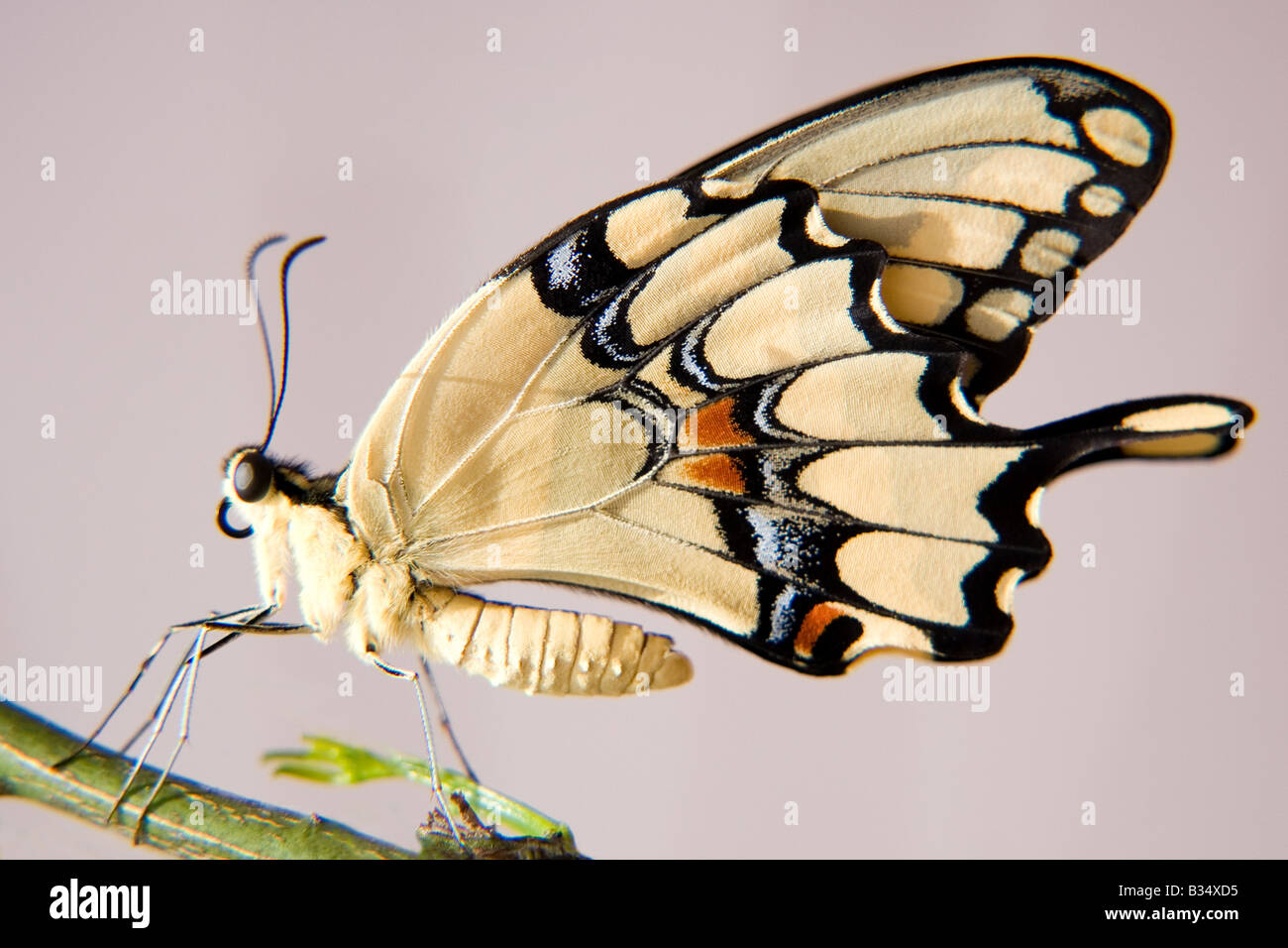 Swallowtail butterfly hi-res stock photography and images - Alamy
