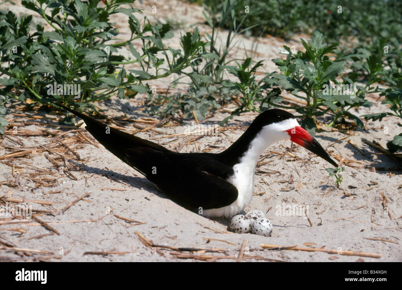 Skimmer on the beach hi-res stock photography and images - Alamy