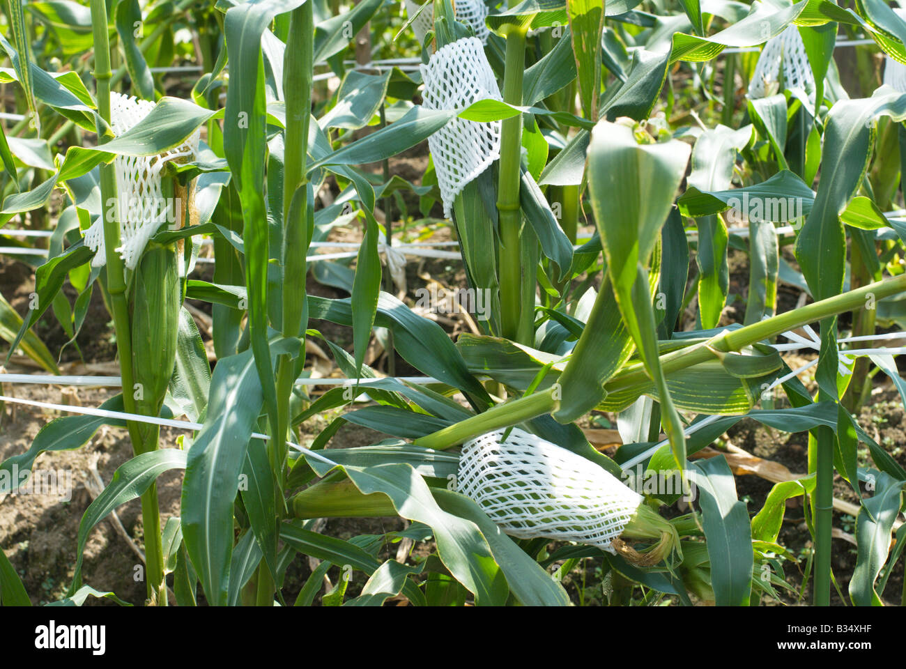 Pre packed corn hi-res stock photography and images - Alamy
