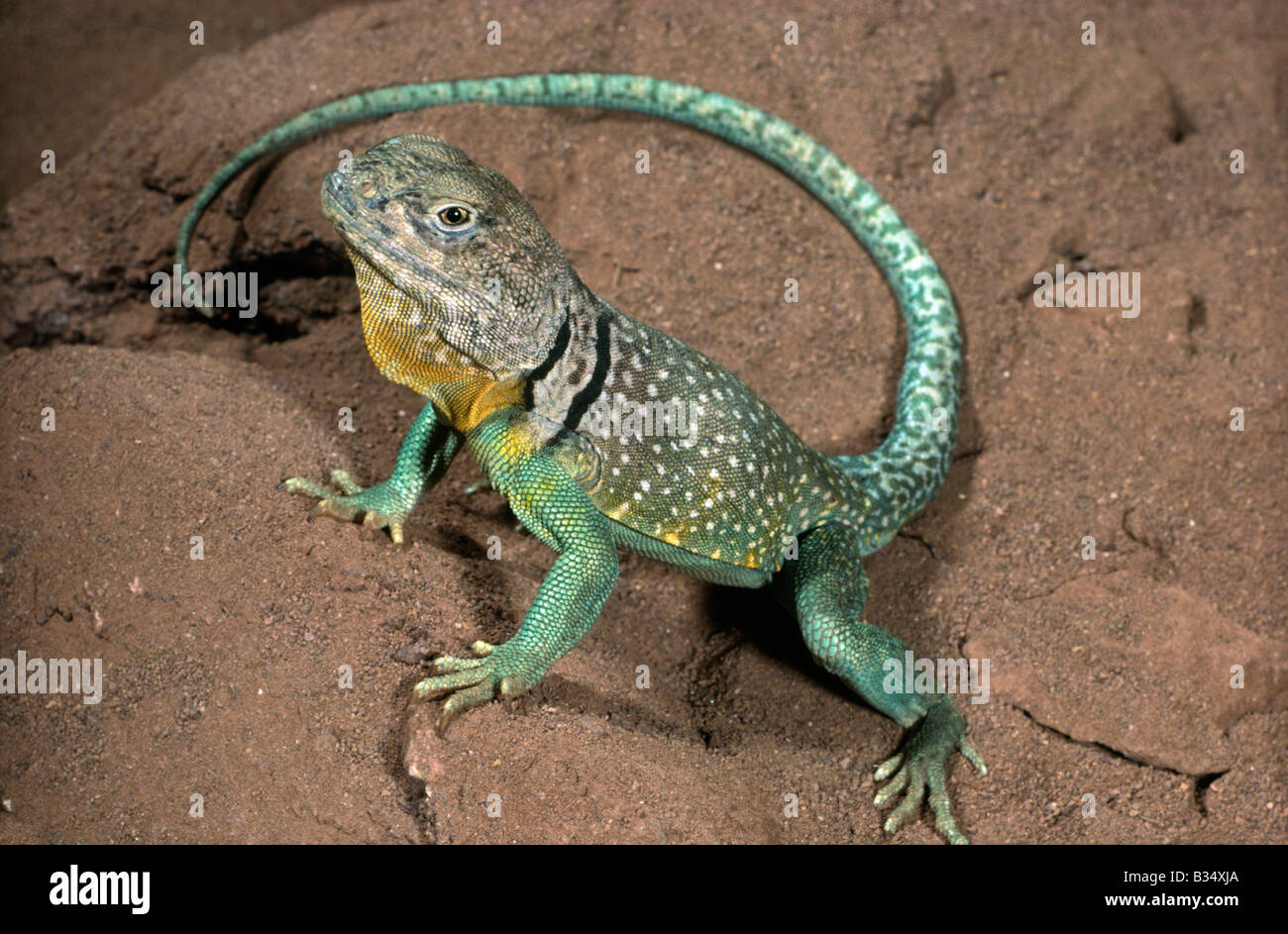 Collared lizard crotaphytus collaris hi-res stock photography and ...