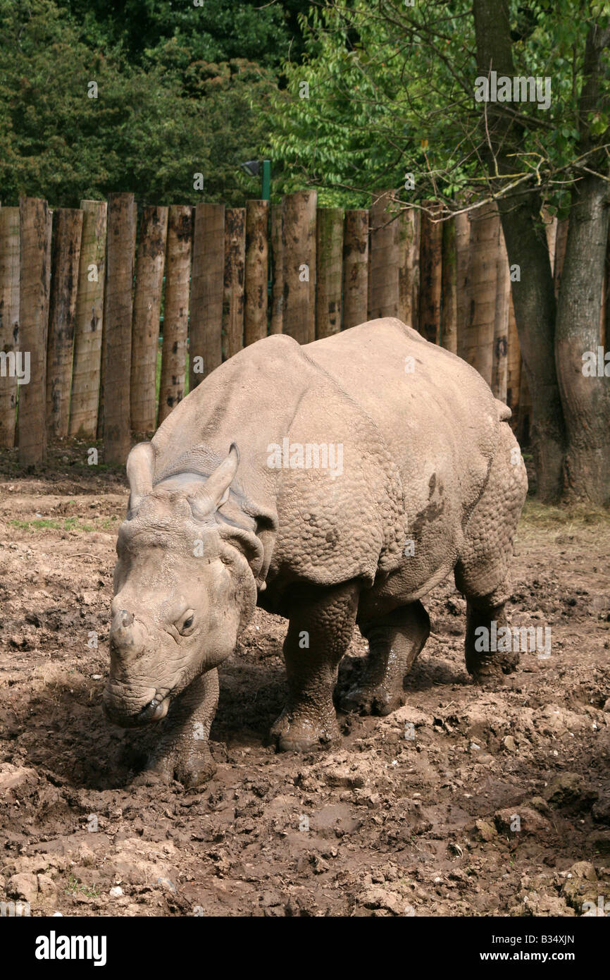Rhino taxonomy hi-res stock photography and images - Alamy