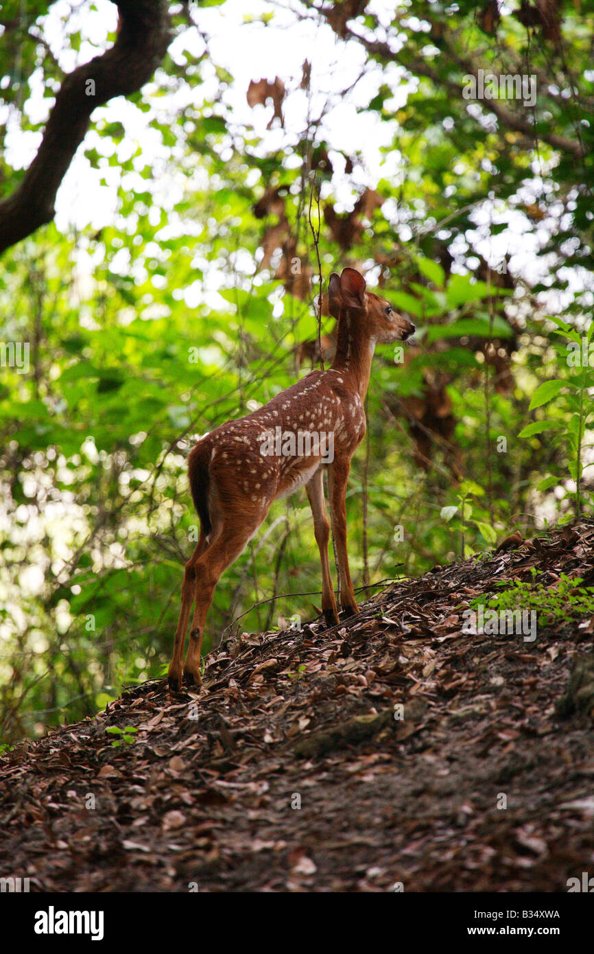 White tailed deer fawn face hi-res stock photography and images - Alamy