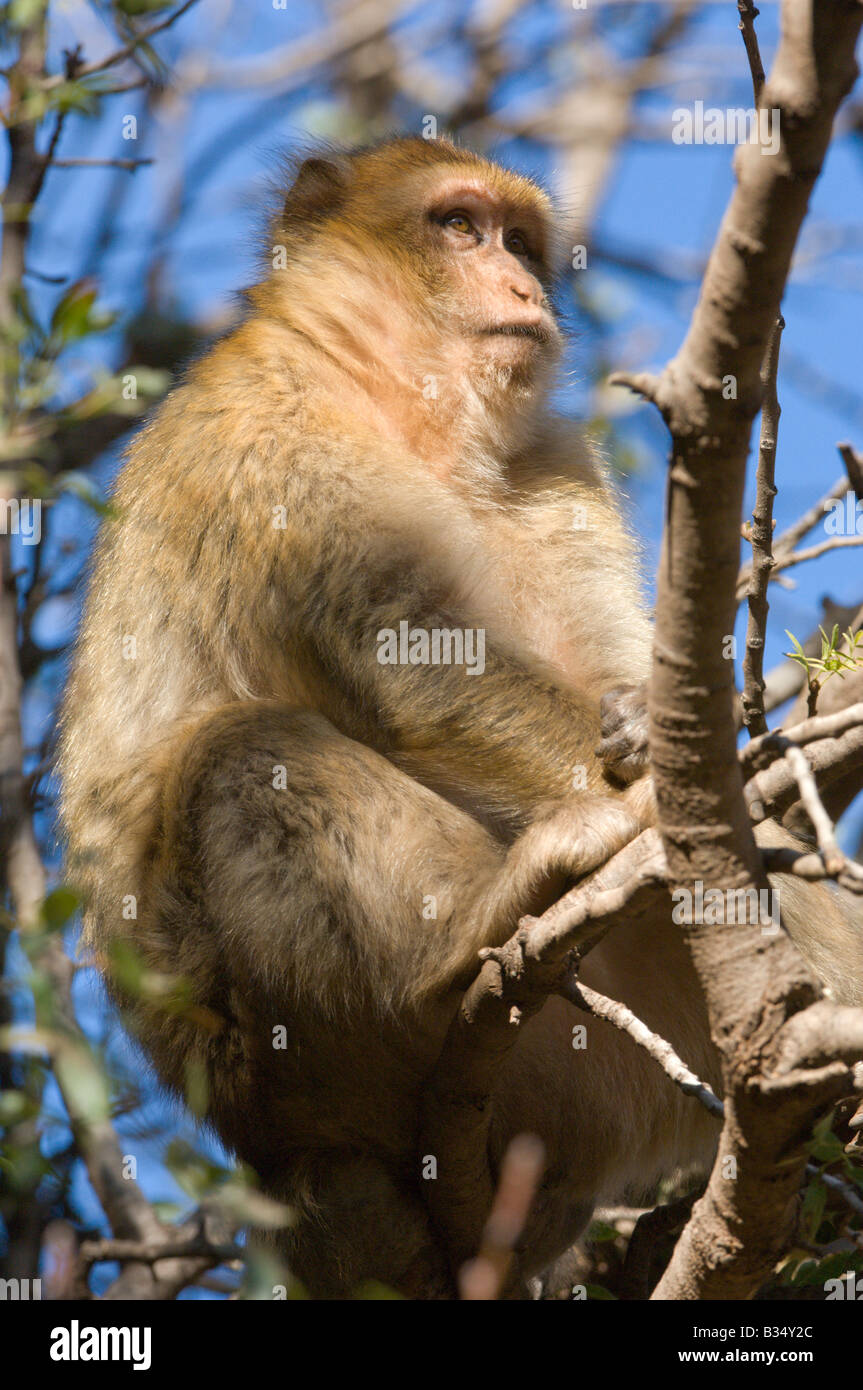 Barbary Macaque (Macaca sylvanus) in the Cedar forest, Ifrane natural ...