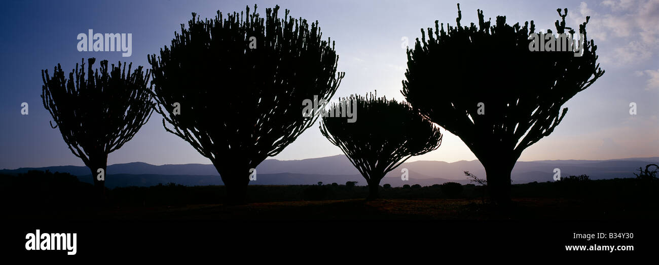 Kenya, Naivasha, Oserian. A fine stand of Euphorbia trees (Euphorbia ...