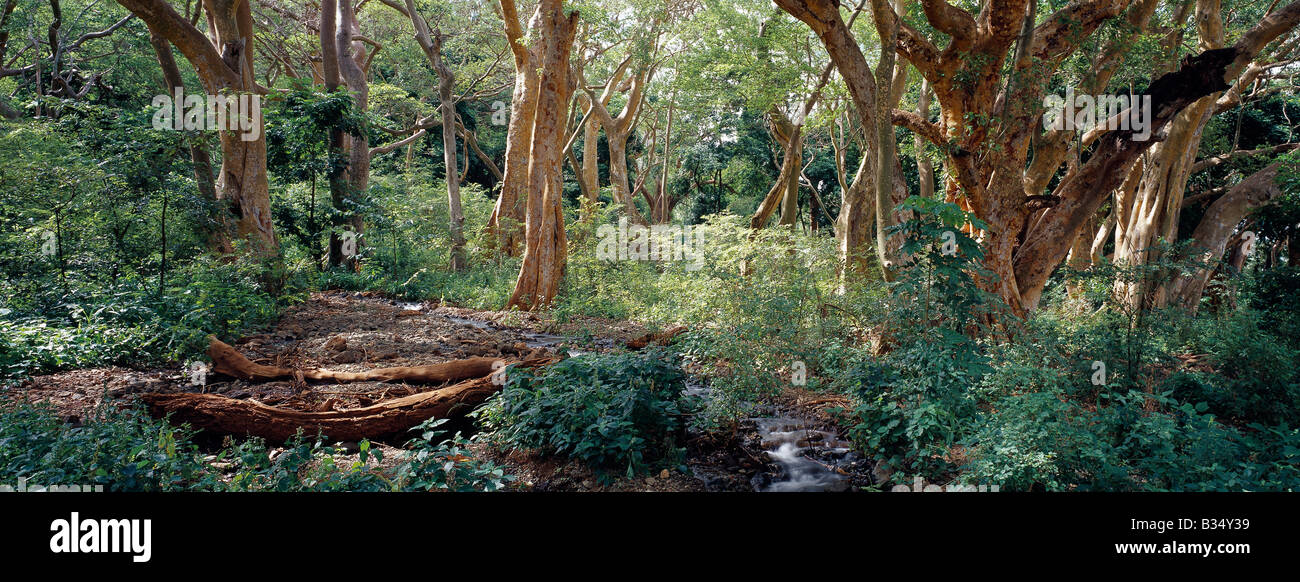 Ficus sycomorus hi-res stock photography and images - Alamy