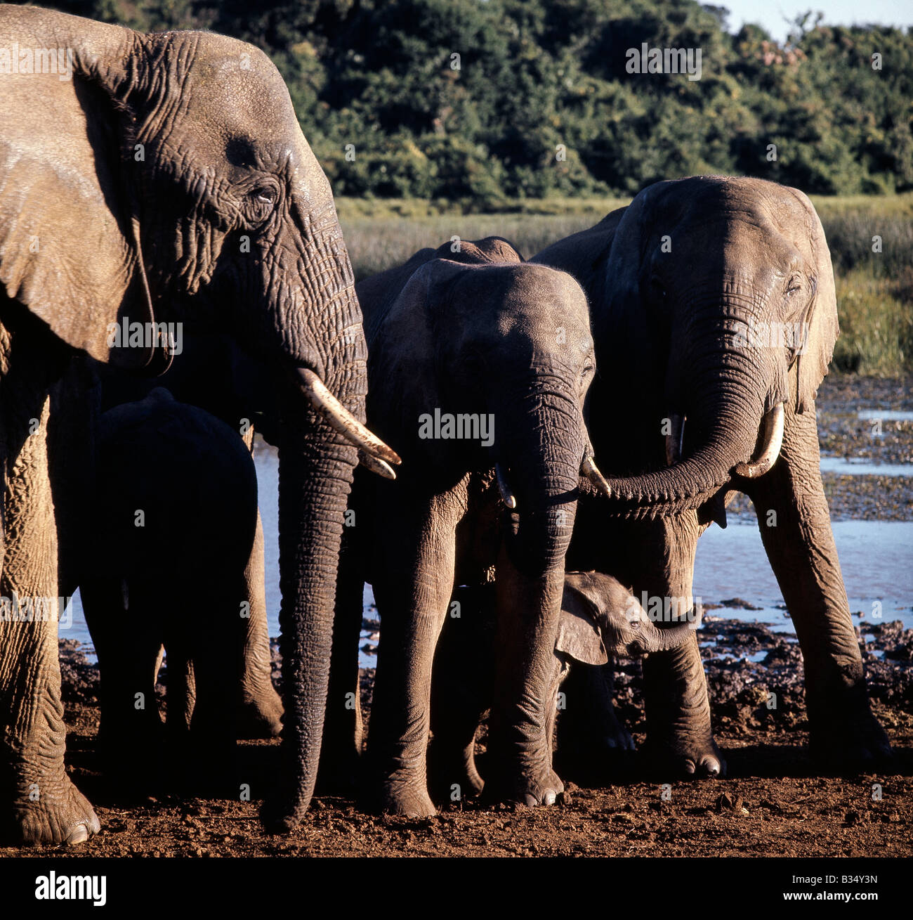 Mother bat with baby hi-res stock photography and images - Alamy