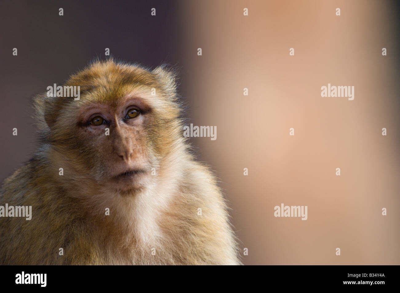 Barbary Macaque (Macaca sylvanus) with background of Ouzoud waterfall ...