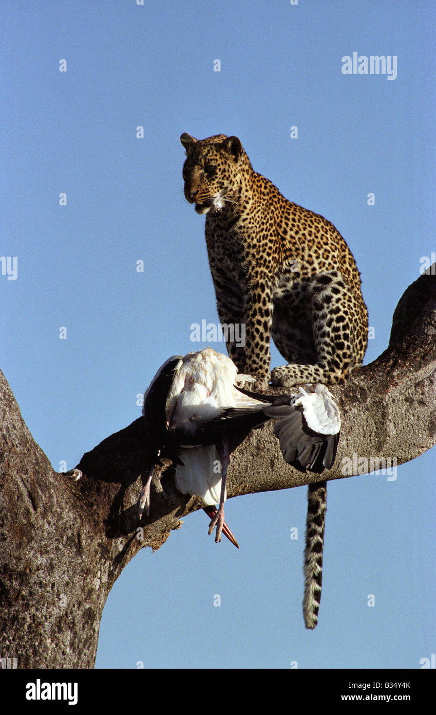 Leopard eating bird hi-res stock photography and images - Alamy
