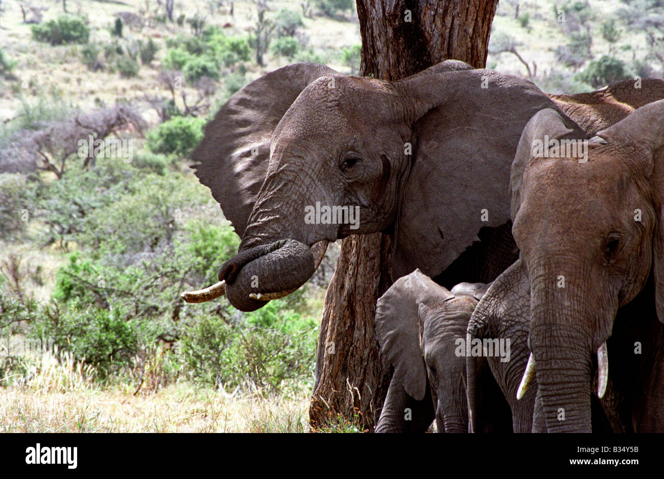 Kenya, Lewa Downs. Elephant (Loxodonta africana Stock Photo - Alamy