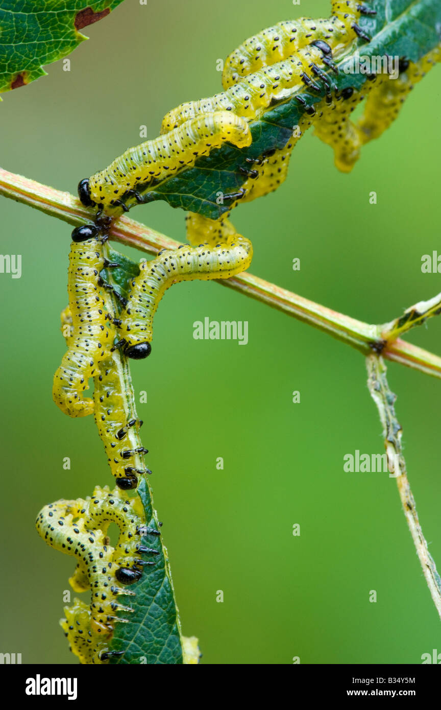 Sawfly larvae hi-res stock photography and images - Alamy