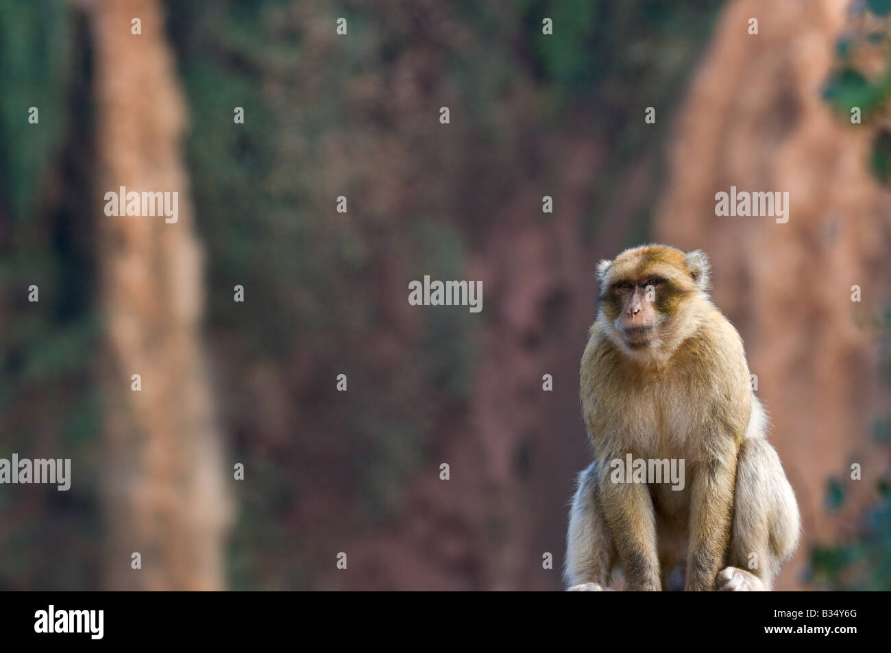 Barbary Macaque (Macaca sylvanus) with background of Ouzoud waterfall ...