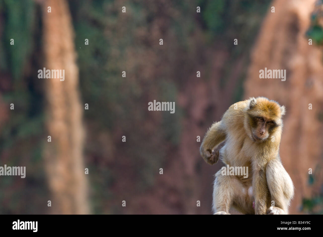 Barbary Macaque (Macaca sylvanus) with background of Ouzoud waterfall ...