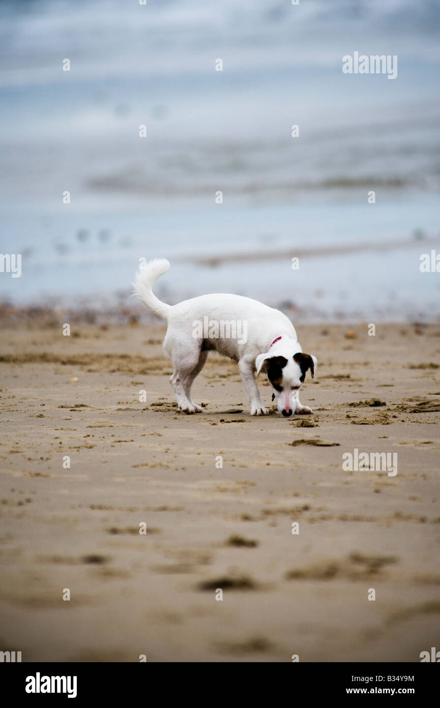 A jack russell dog ready to dig a pit on Bournemouth beach Stock Photo ...