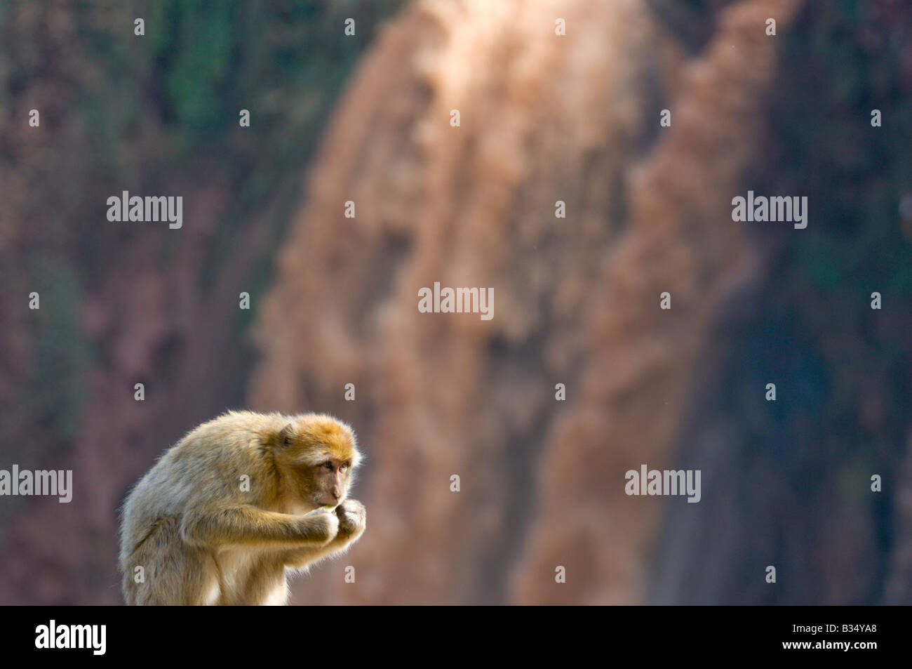 Barbary Macaque (Macaca sylvanus) with background of Ouzoud waterfall ...