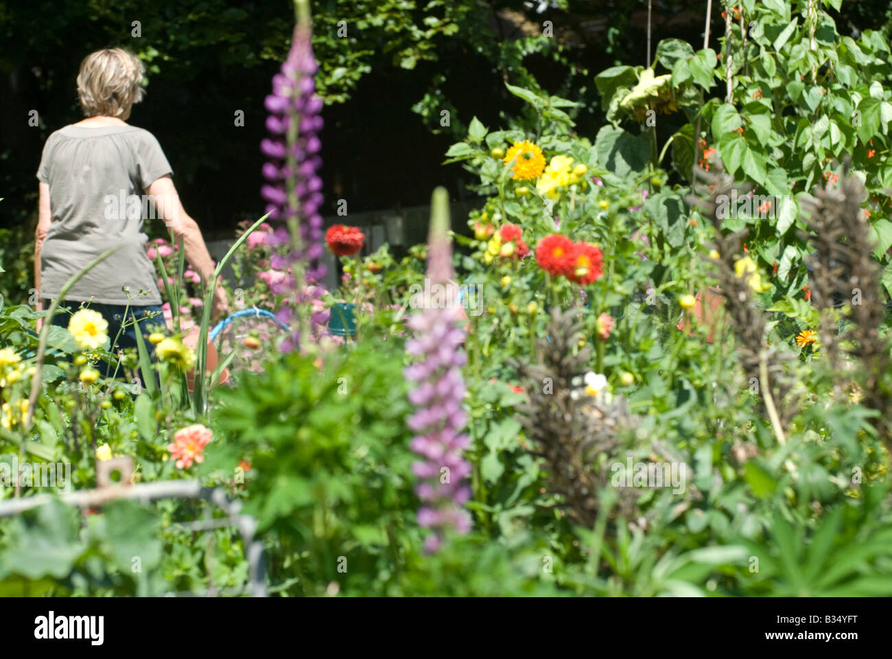 Natural Flower Garden in bloom Stock Photo - Alamy