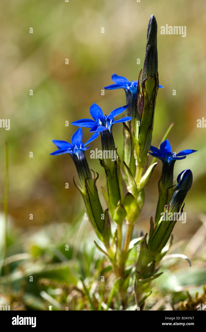 Snow Gentian (Gentiana nivalis Stock Photo - Alamy