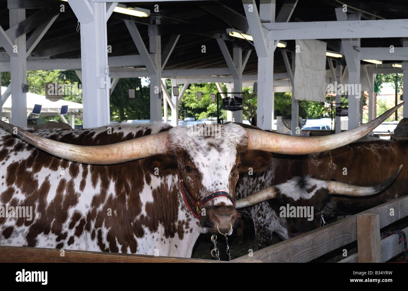Texas Longhorn steer Stock Photo - Alamy