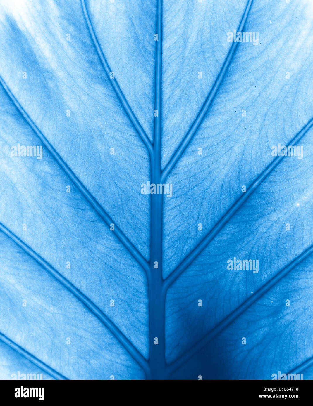 Leaf detail in blue Stock Photo - Alamy