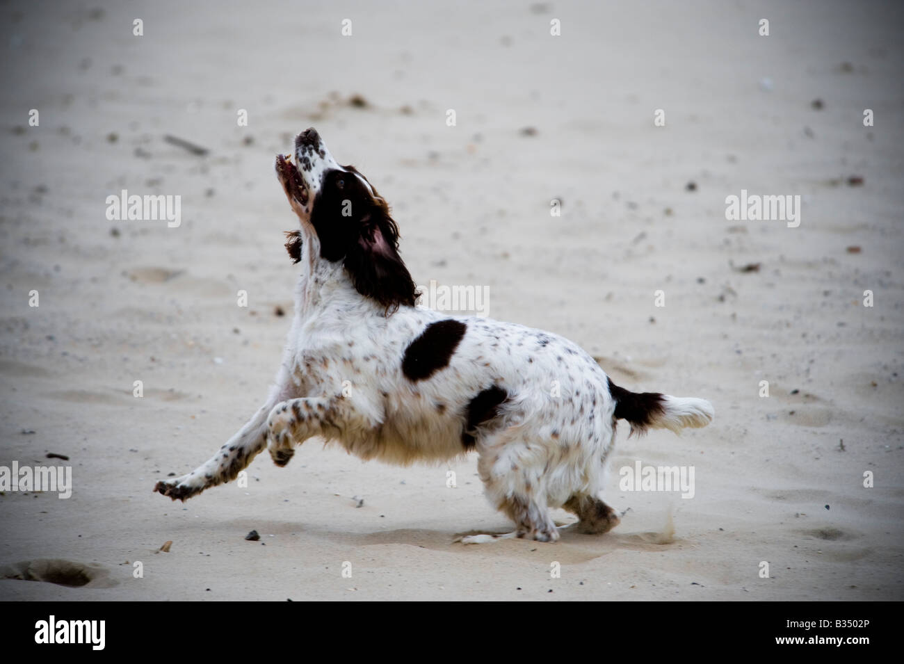 An English springer spaniel on Bournemouth beach ready to catch a ball ...