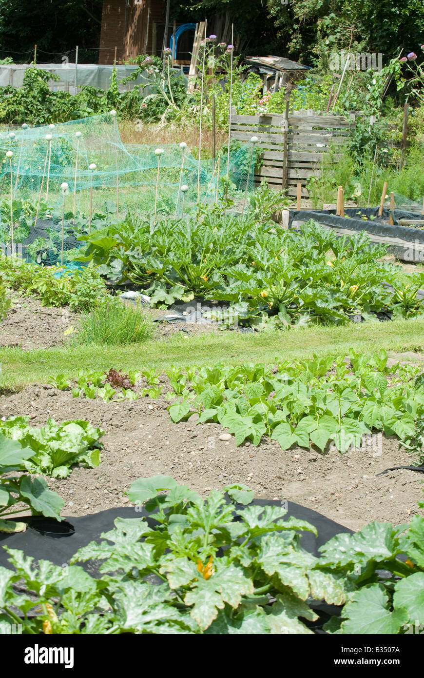 vegetables growing on allotments Stock Photo - Alamy