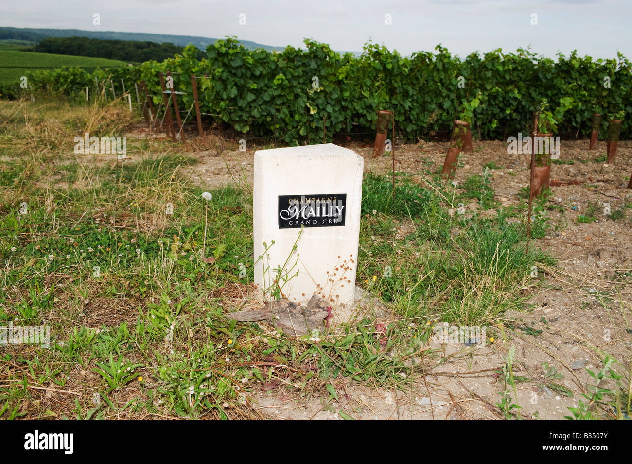 champagne Mailly grand cru vineyard sign montagne de reims france Stock ...