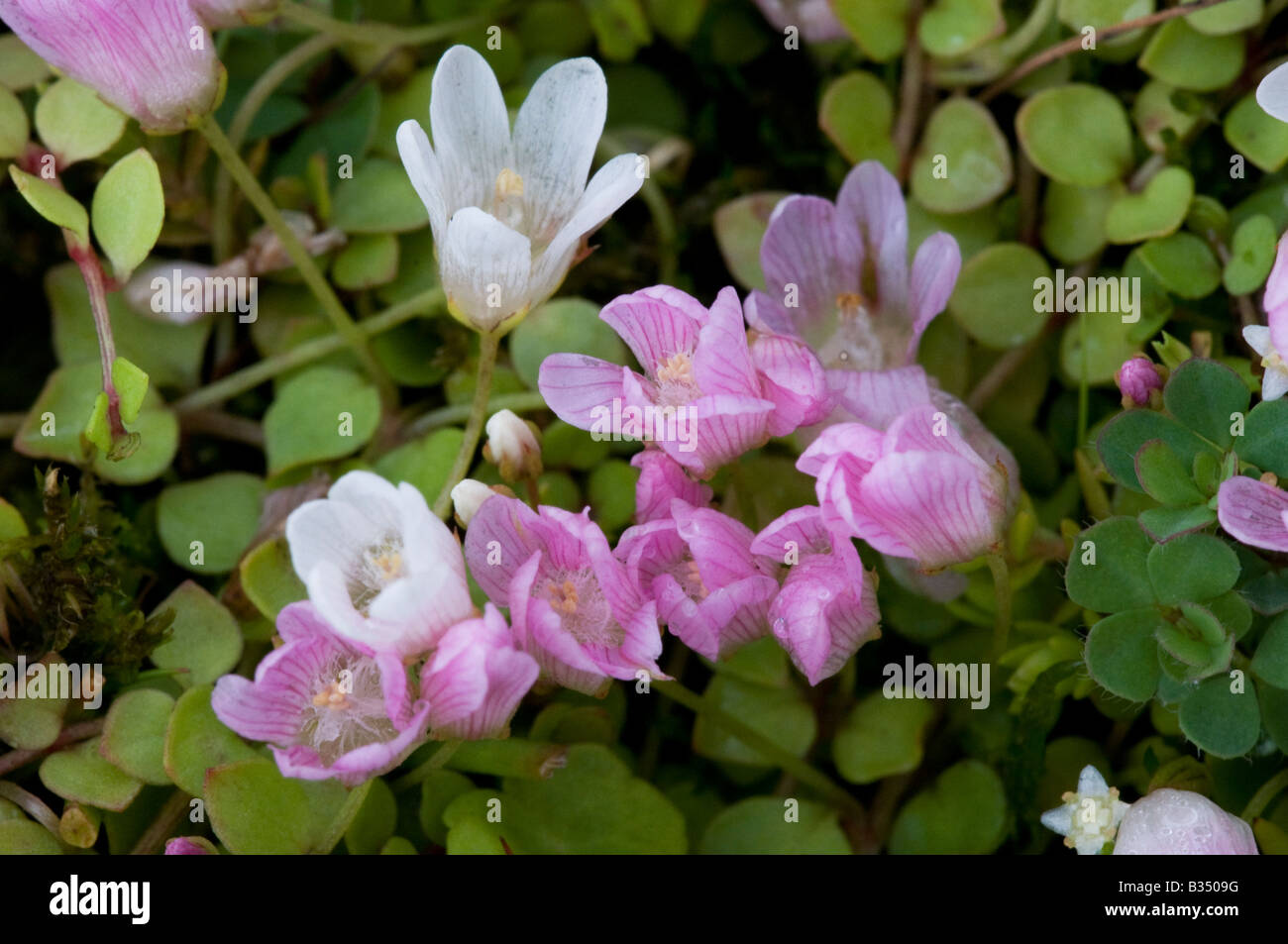 Bog Pimpernel (Anagalis tenella), including white flowers Stock Photo ...