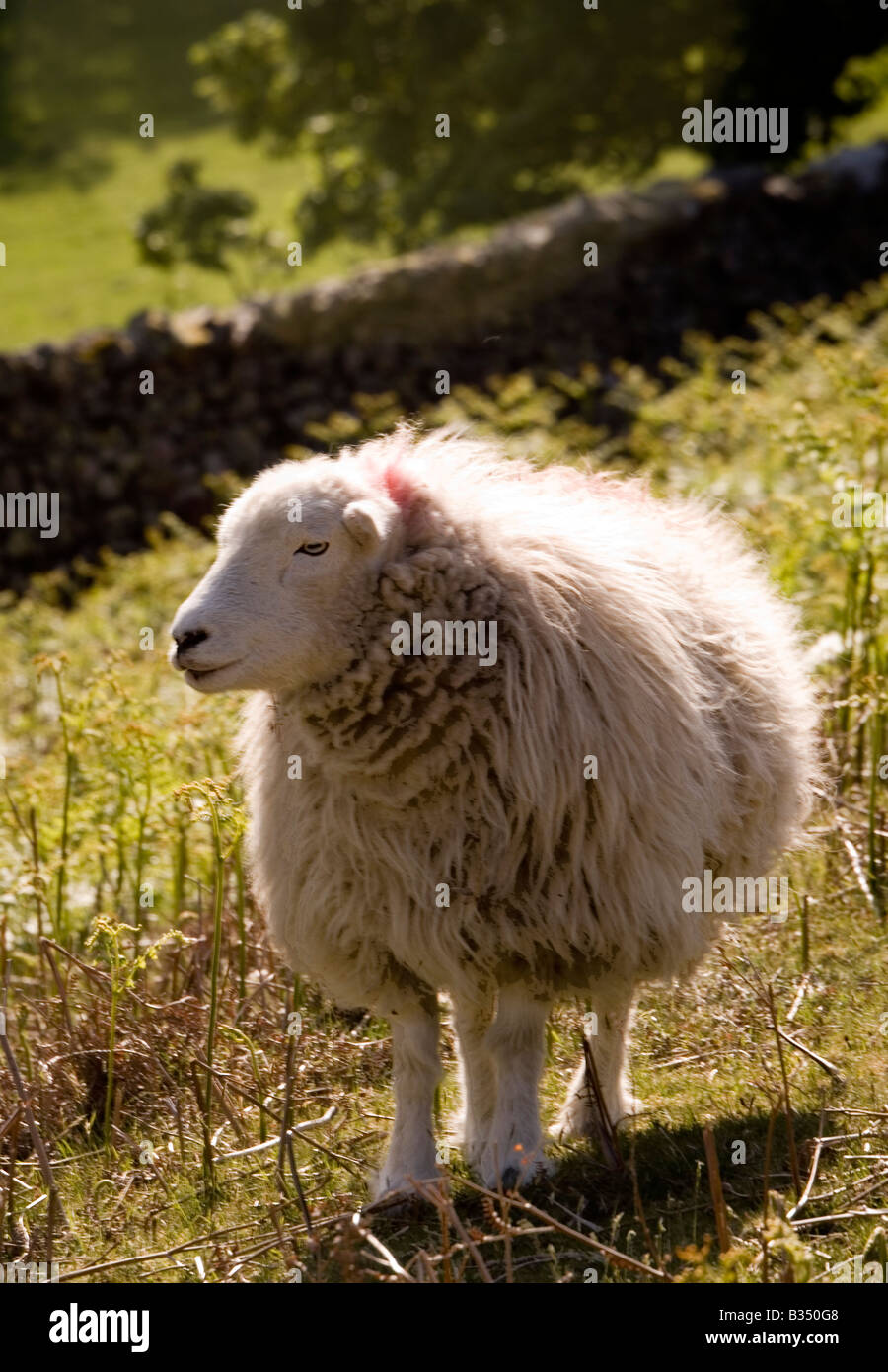Single sheep with backlit fleece in Rannerdale Lake district National ...