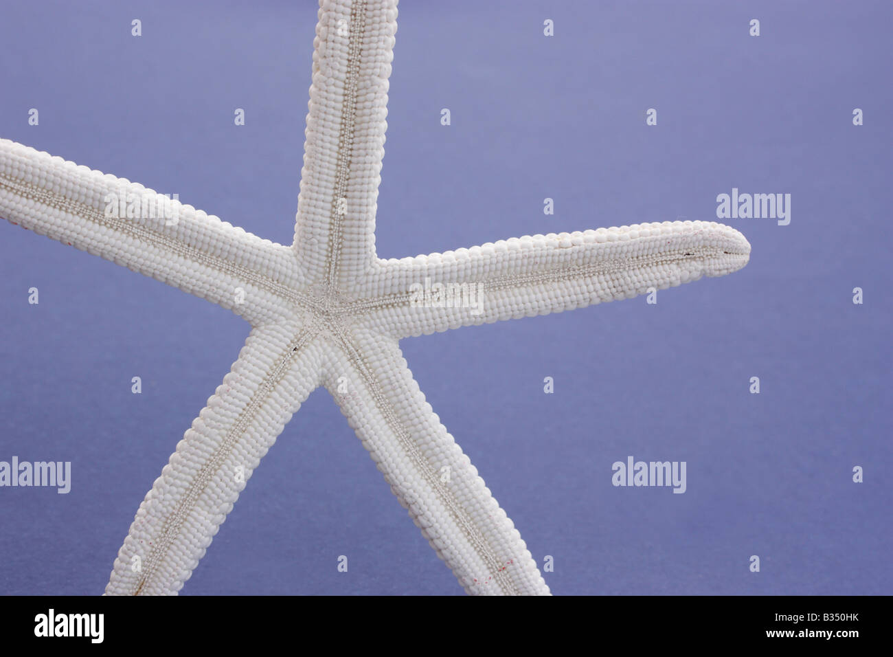 Underneath starfish hi-res stock photography and images - Alamy