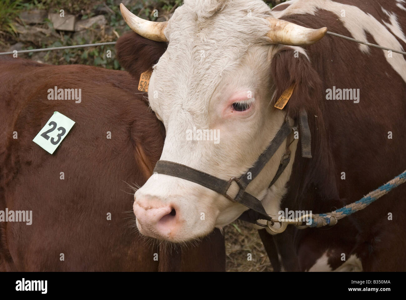 cattle (pezzata valdostana cow Stock Photo - Alamy